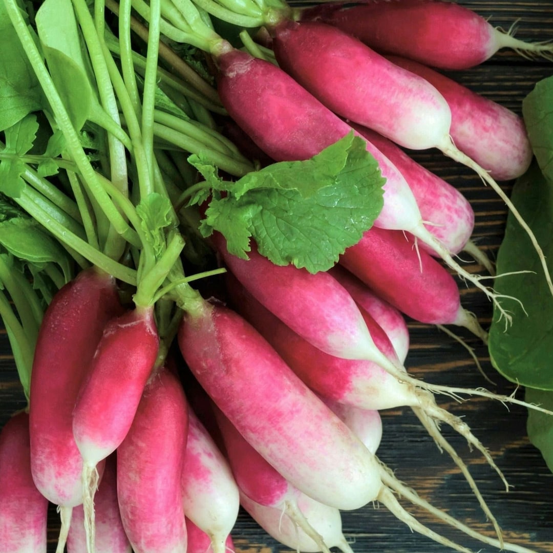 French Breakfast Radish Seeds: Heirloom Non GMO, 200+ Seeds - Etsy