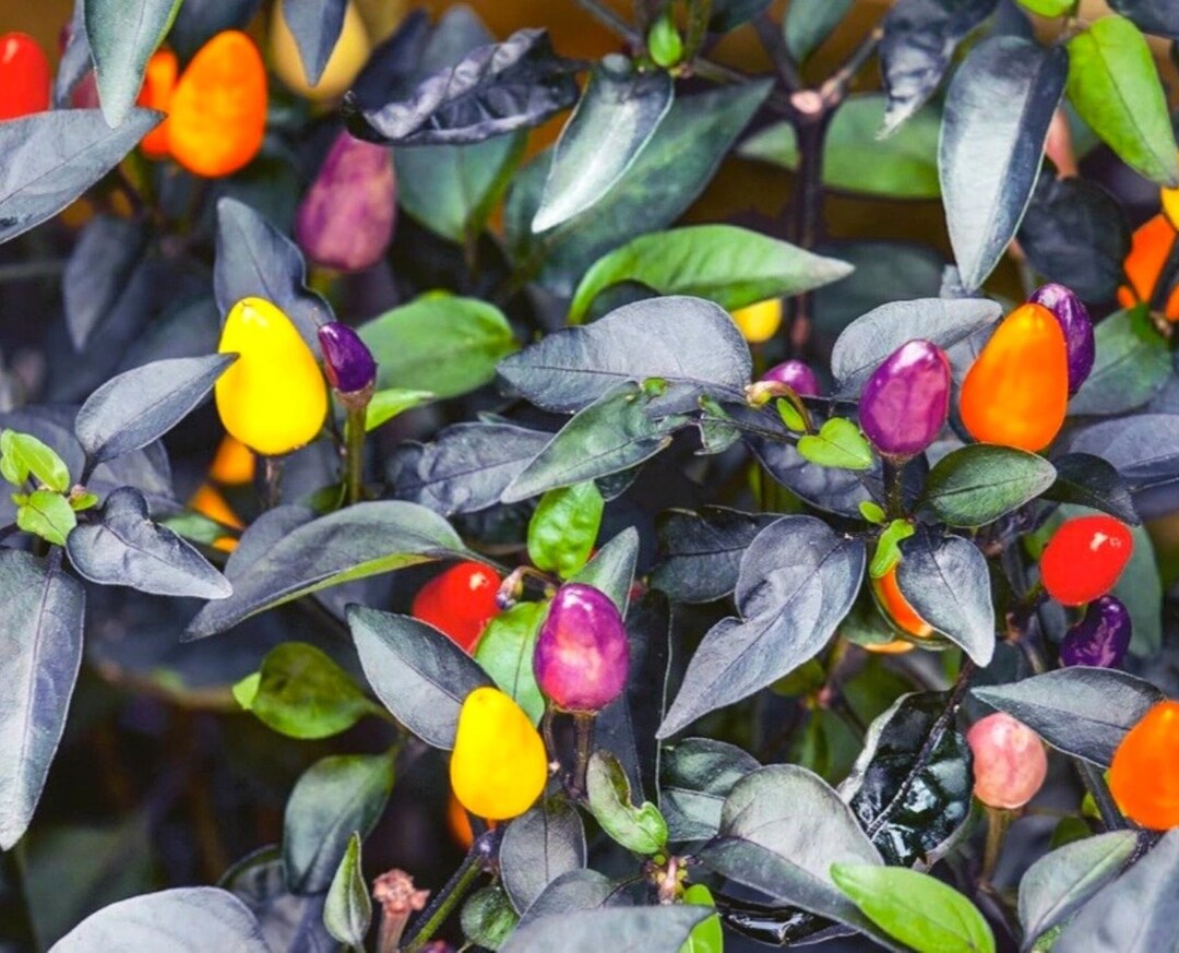 Autumn Time Ornamental Pepper Seeds, Decorative, Container Friendly ...