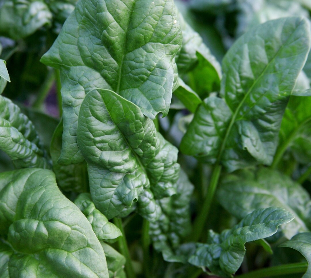 75 Giant Noble Spinach Seeds, Heirloom Vegetable, Open Pollinated, Gift ...