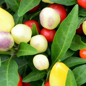 Firecracker Chili Pepper Seeds, Edible Ornamental Pepper, Heirloom Hot ...