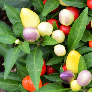 Firecracker Chili Pepper Seeds, Edible Ornamental Pepper, Heirloom Hot ...