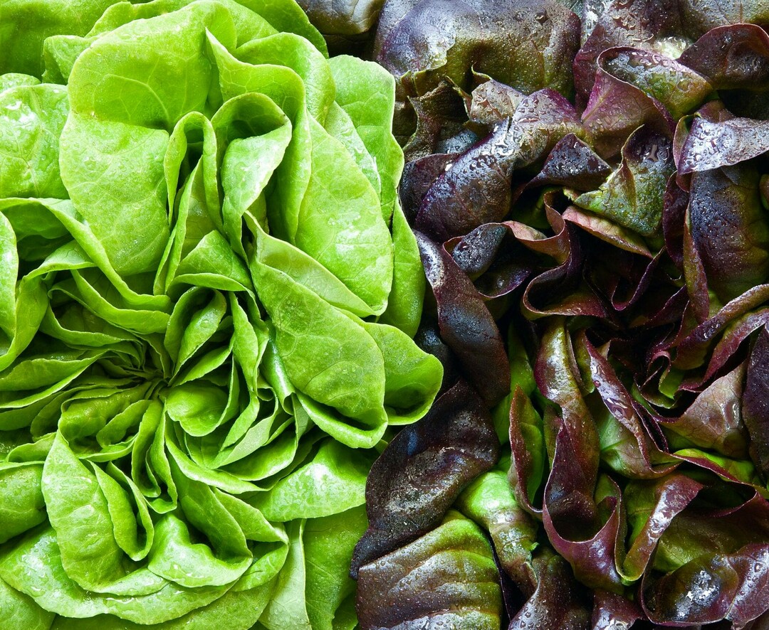 200+ Boston Butterhead Lettuce Seed Mix, White and Burgundy Heirloom ...