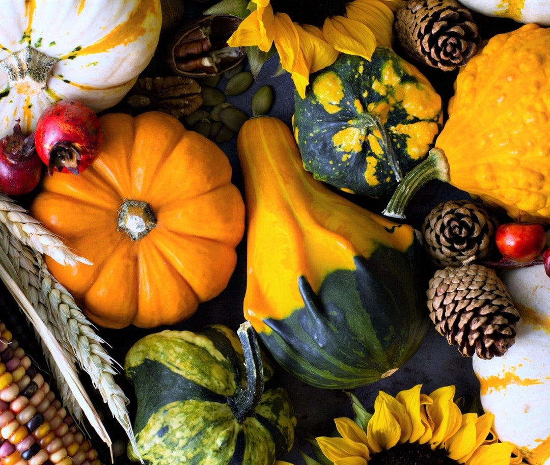 Fancy & Autumn Wing Gourd Seeds, Small and Medium Ornamental Gourds and ...