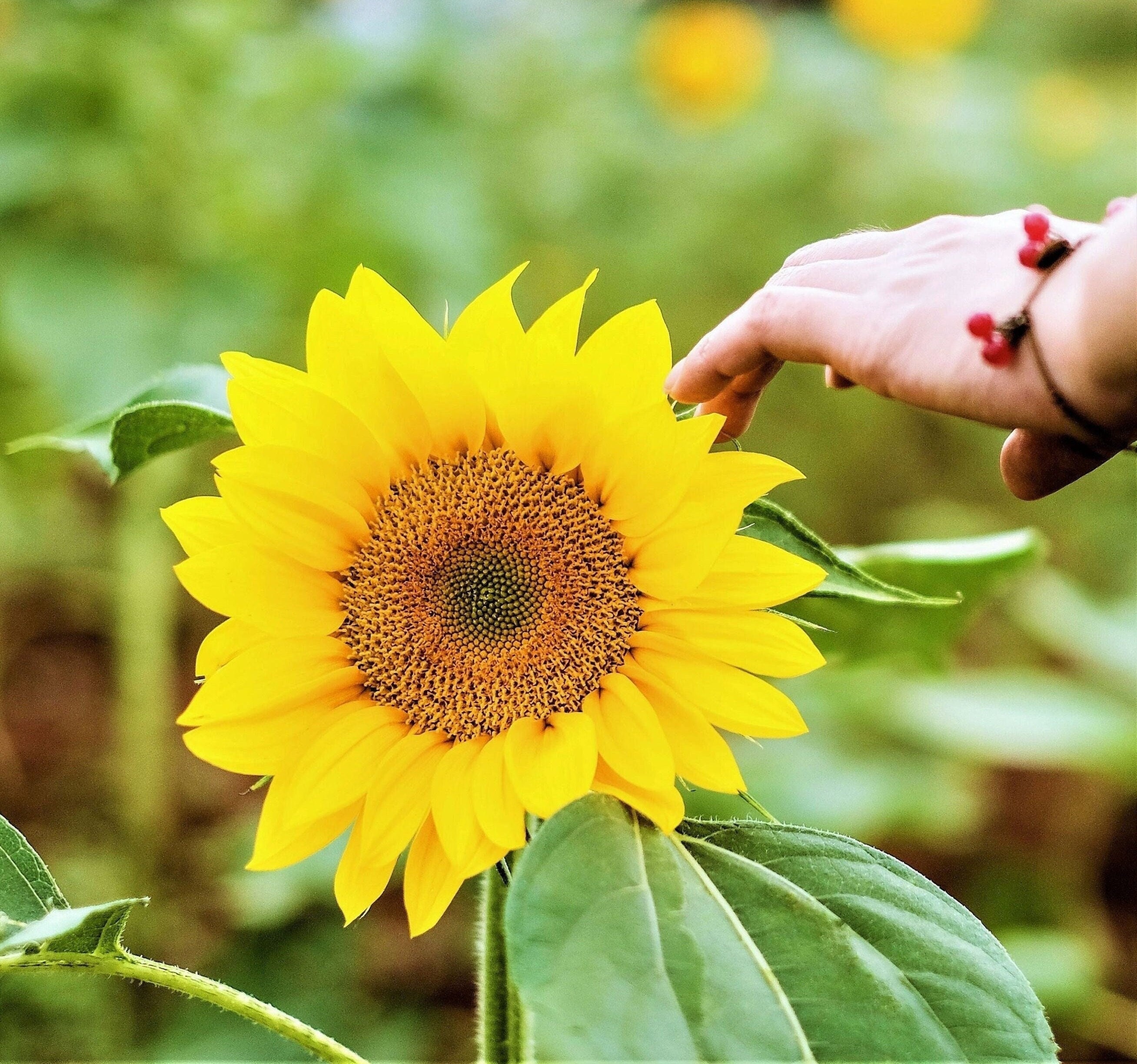 Sunspot Dwarf Sunflower Seeds, Beneficial Flower, Short Sunflower, Open ...