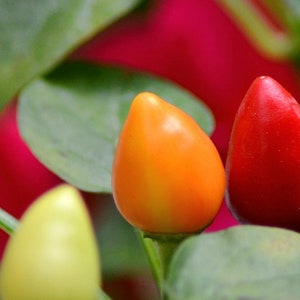 Firecracker Chili Pepper Seeds, Edible Ornamental Pepper, Heirloom Hot ...