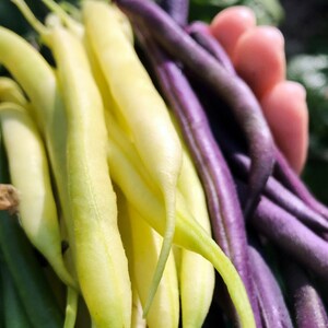 Tricolor Bush Bean Seeds: 30+ Colorful Heirloom Vegetable Garden Mix - Etsy
