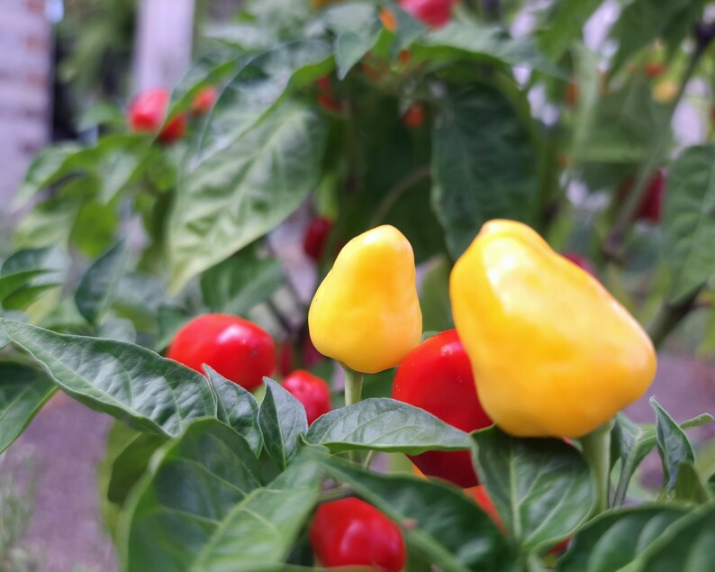 Firecracker Chili Pepper Seeds: Heirloom Hot Pepper, Edible Ornamental ...