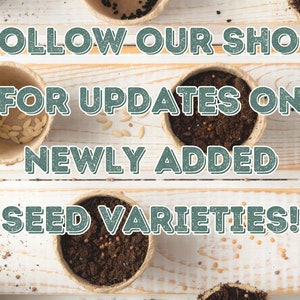 Fancy & Autumn Wing Gourd Seeds, Small and Medium Ornamental Gourds and ...