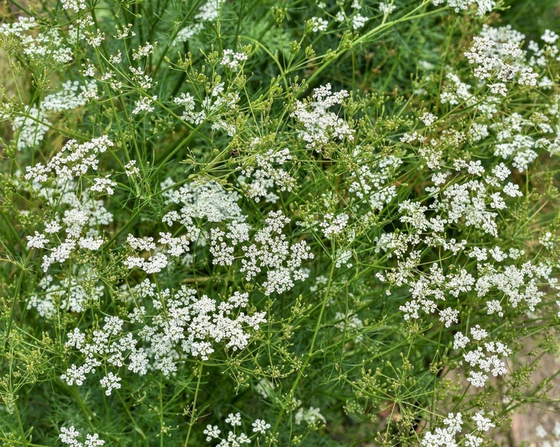 Cumin 100 Seeds - Cuminum Cyminum, Heirloom Herb & Spice - Etsy