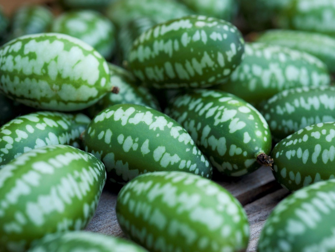 Cucamelon Seeds, Miniature Mexican Cucumbers, Heirloom Vegetable, Mouse ...