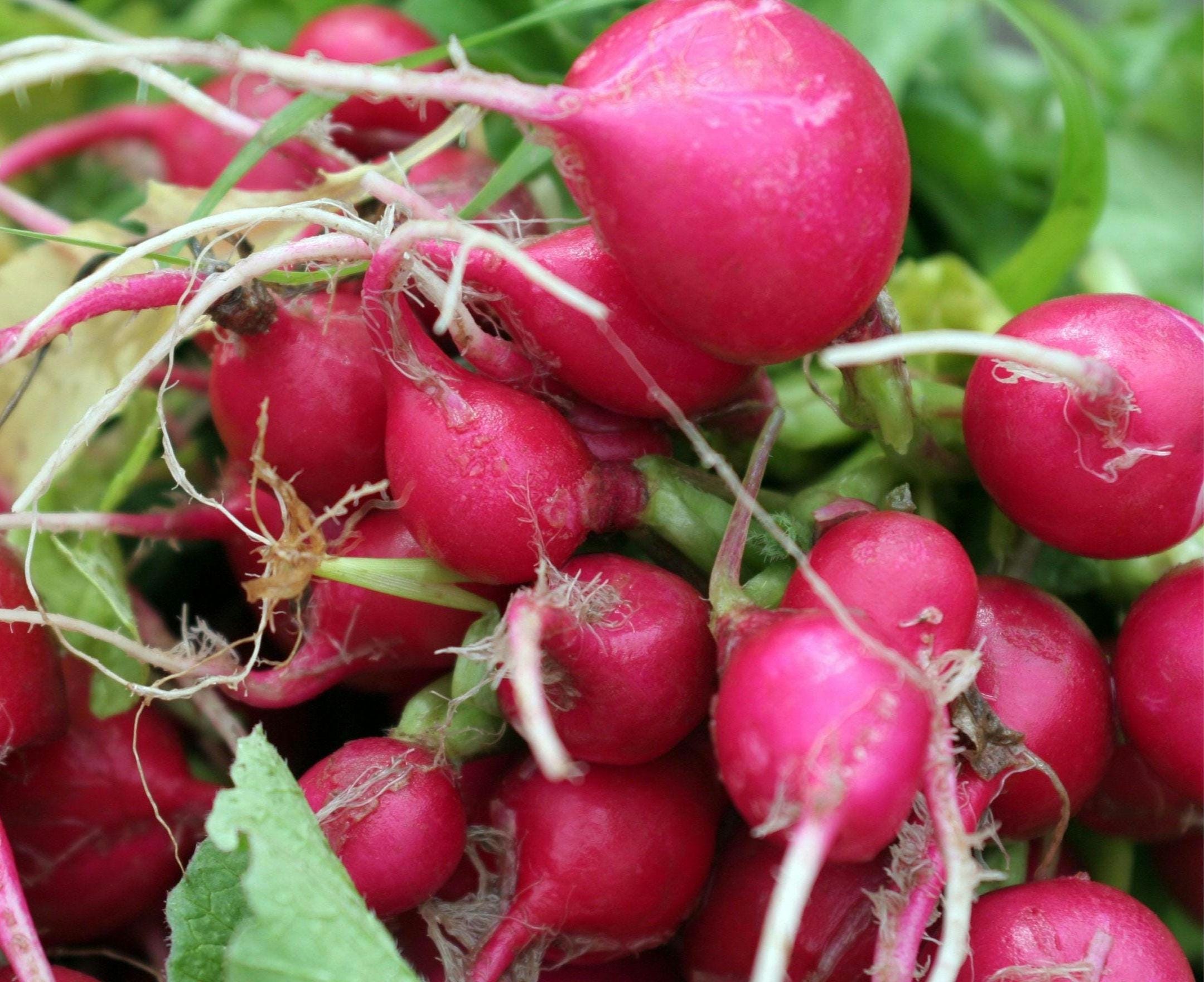 Pink Lady Slipper 150+ Radish Seeds - Mild, Heirloom Vegetable - Etsy