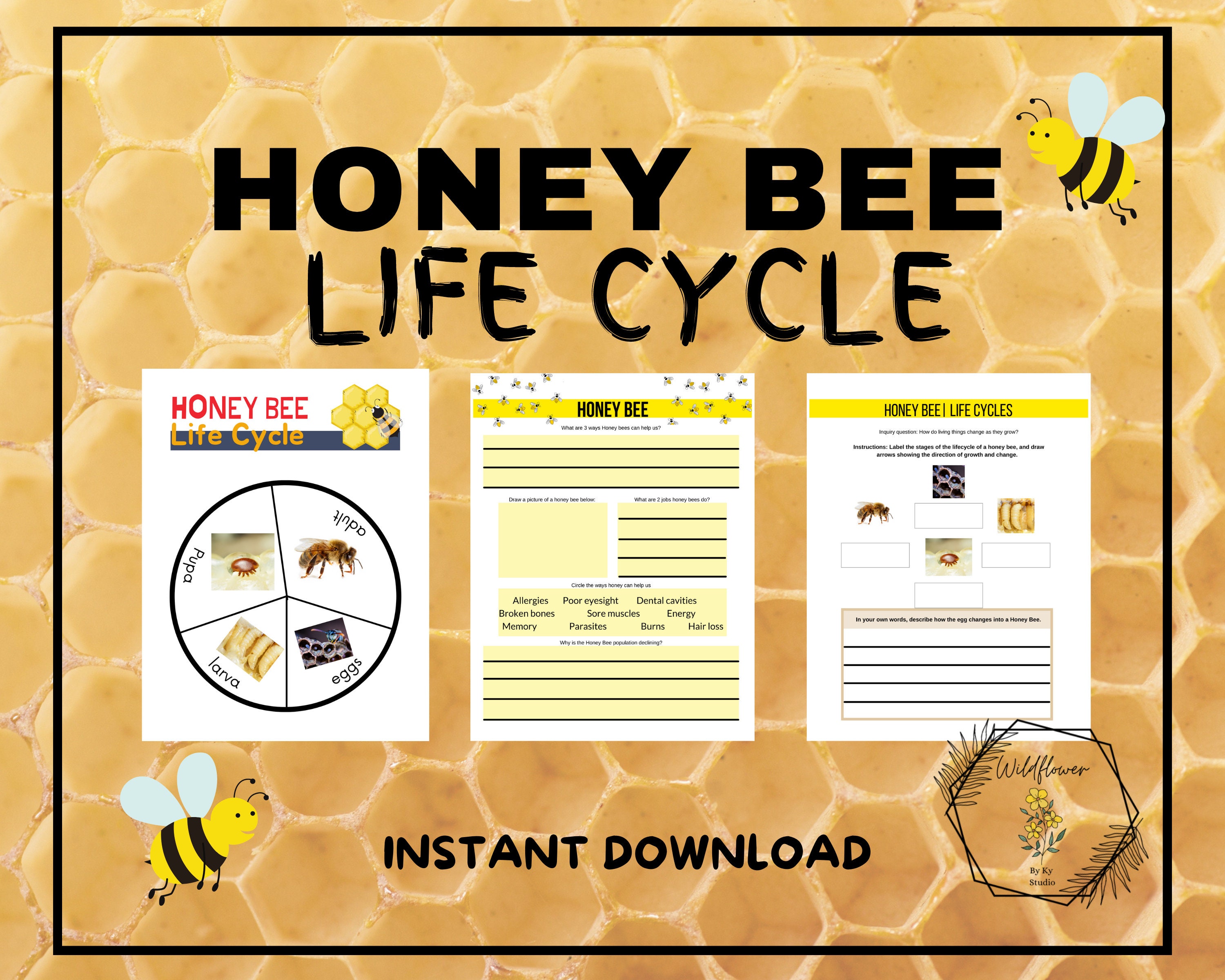 Honey Bee Life Cycle - Etsy