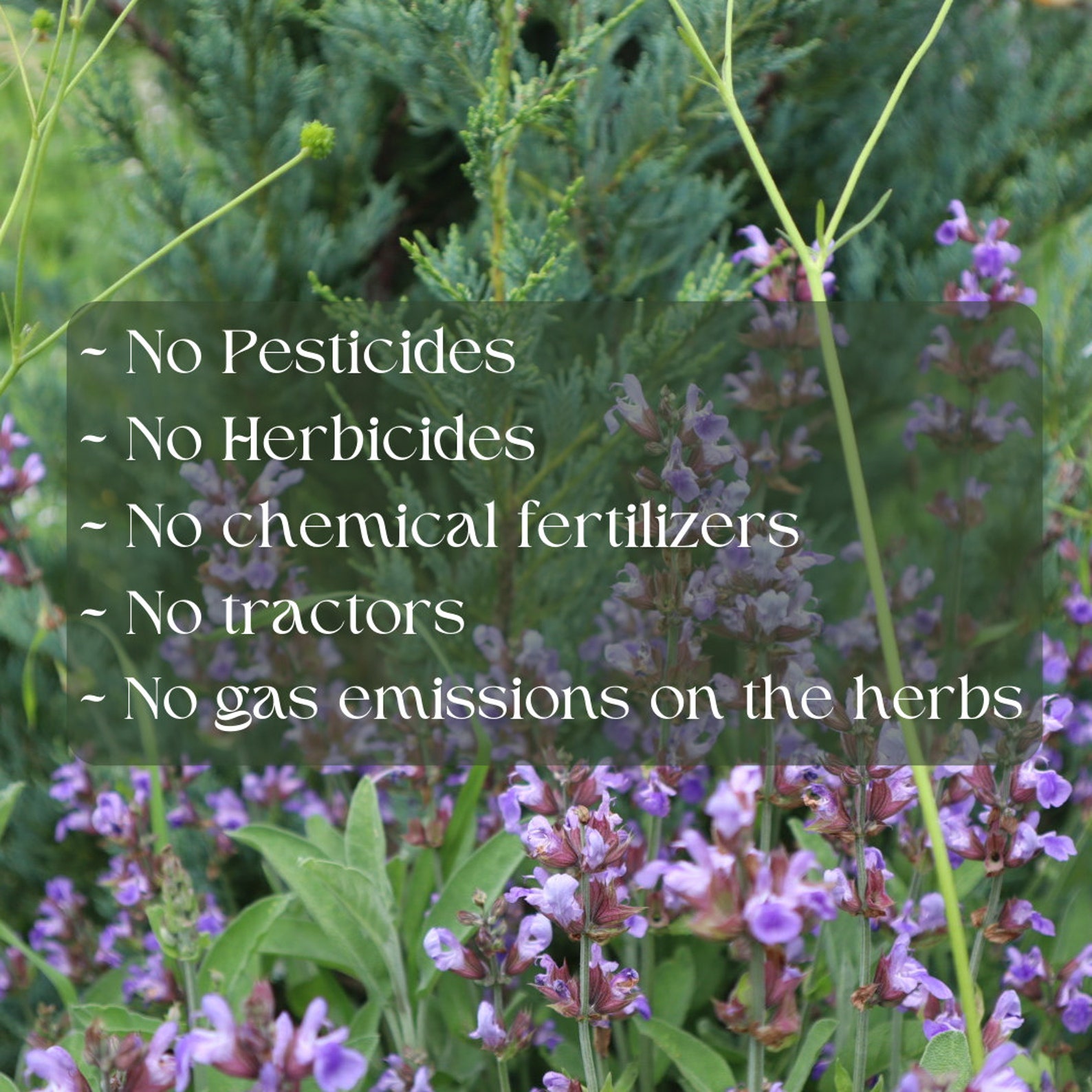 Dried Angelica Root 2023 Harvest Angelica Archangelica - Etsy