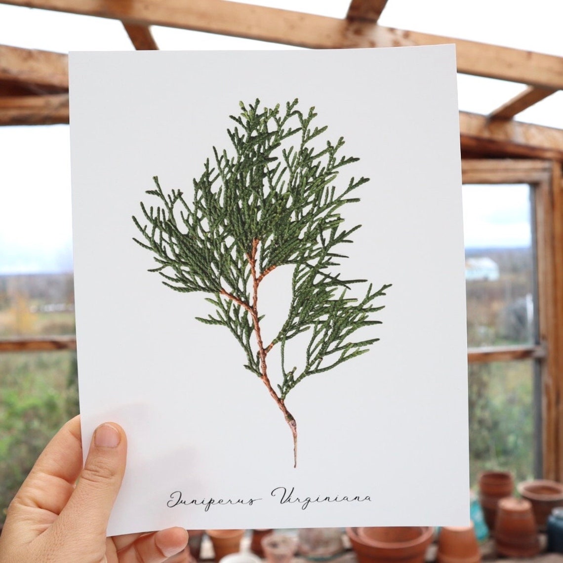 Cedar Print Herbarium Specimen Botanical Art for Plant Lovers ...