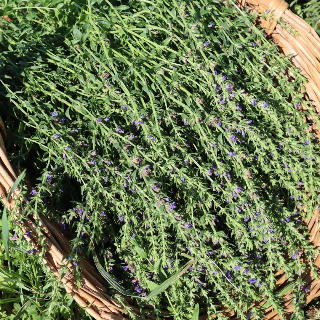 Dried Hyssop Leaves and Flowers 2023 Harvest - Etsy