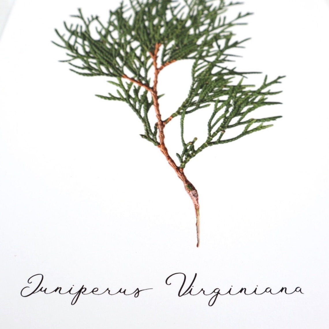 Cedar Herbarium Art Print: Botanical Cottagecore Wall Decor - Etsy