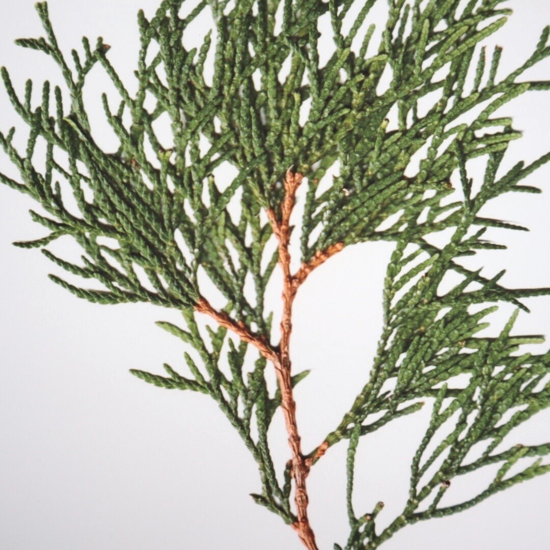 Cedar Print Herbarium Specimen Botanical Art for Plant Lovers ...