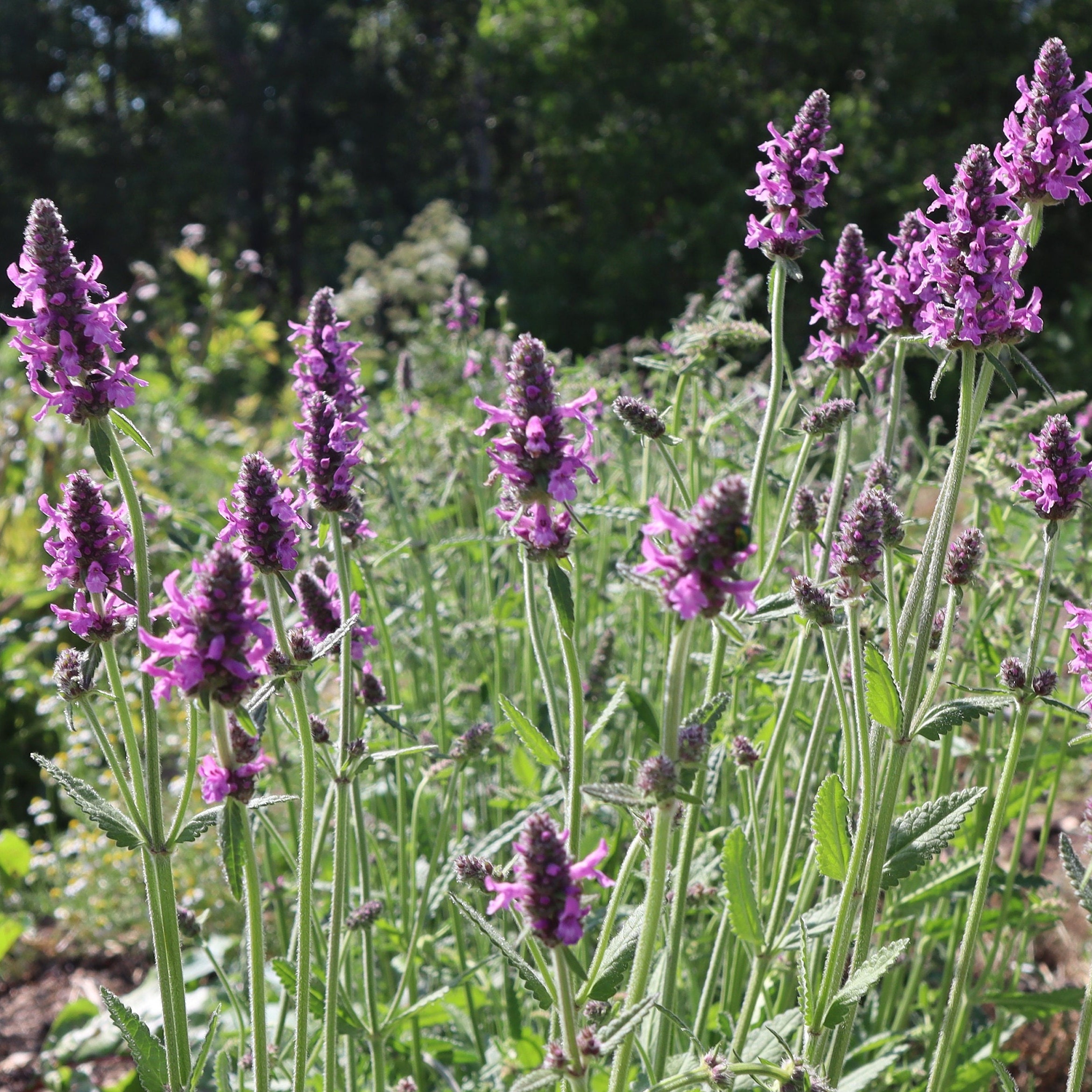 Wood Betony * 2025 Harvest * Stachys Officinalis Leaves and Flowers ...