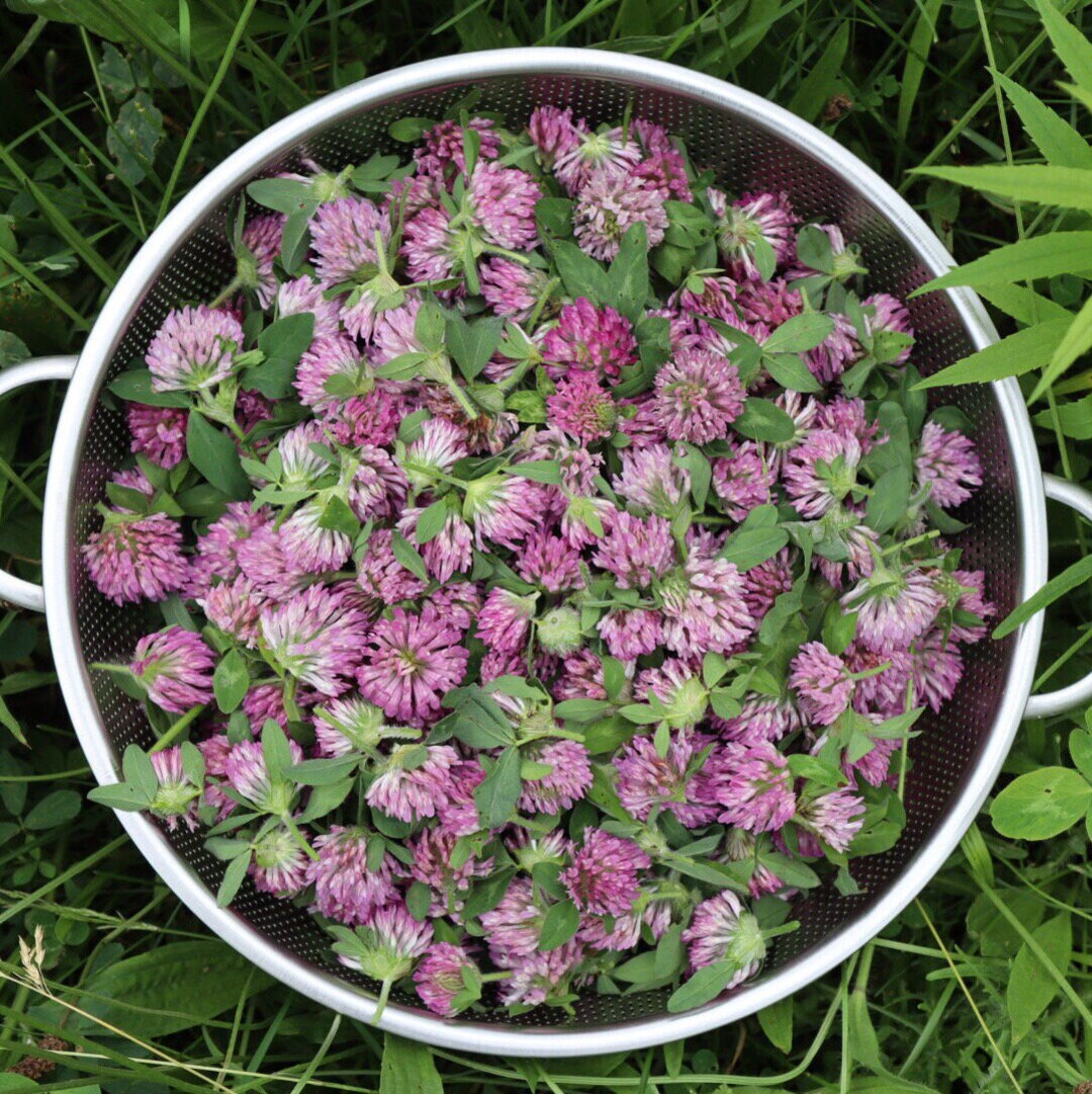 Dried Red Clover Flowers and Top Leaves 2024 Harvest Trifolium Pratense ...