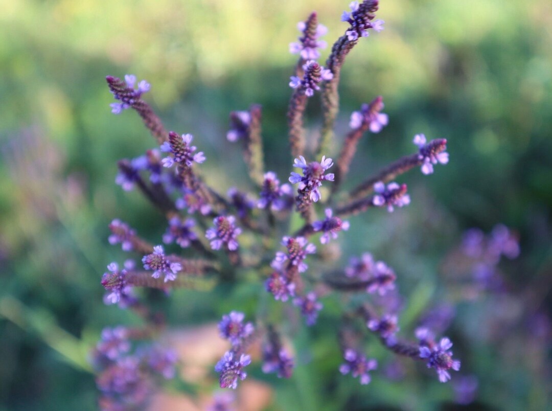 Dried Blue Vervain Flowers and Leaves - Etsy