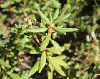 Pure Labradore Tea Also Known as Muskeg Tea or Muskego Tea. 4 Size ...