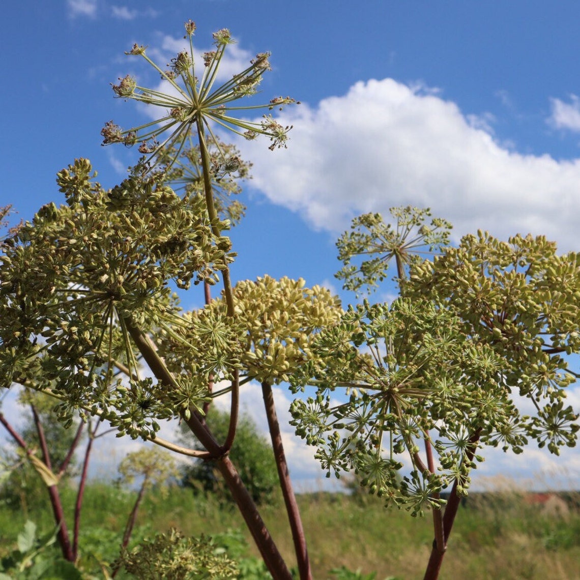 Dried Angelica Root 2023 Harvest Angelica Archangelica - Etsy