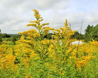 Dried Mugwort Leaves and Flowers 2023 Harvest Artemisia Vulgaris - Etsy