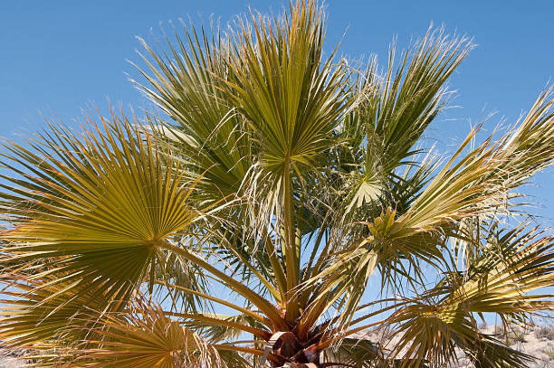 California Fan Palm Tree Seeds - Etsy