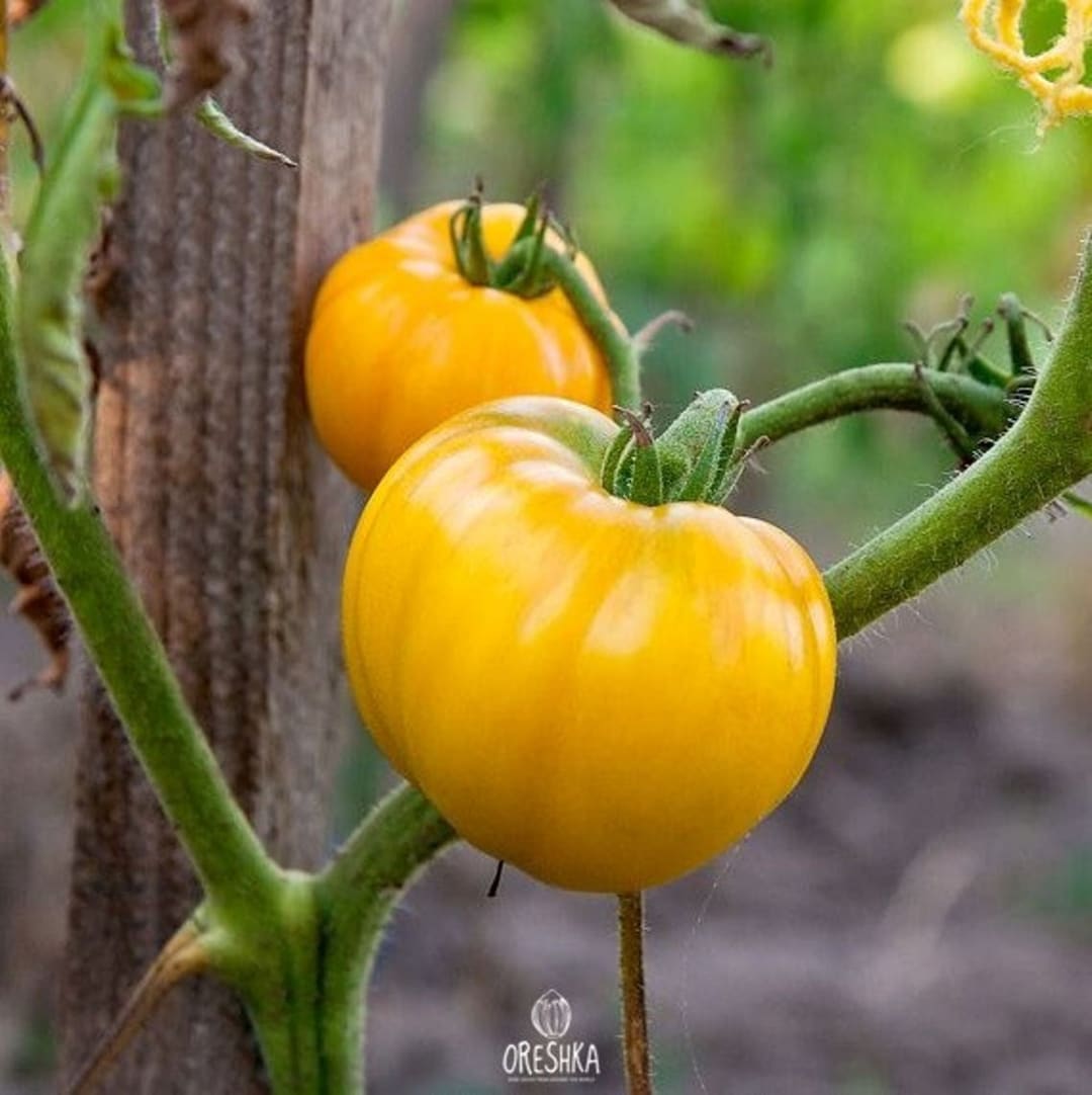 Golden Queen Tomato Seeds - Etsy