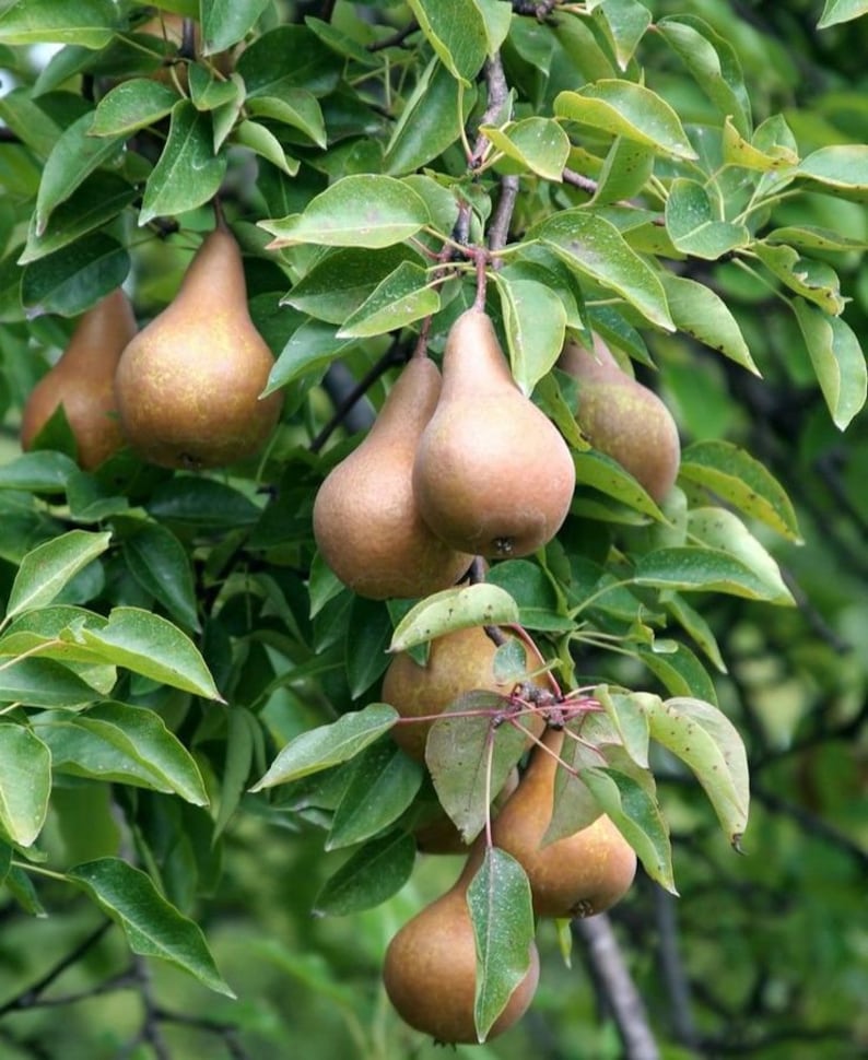 European Pear Tree Seeds - Etsy