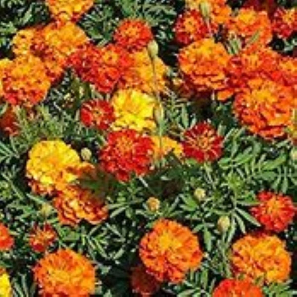 Giant Marigold Seed - Etsy