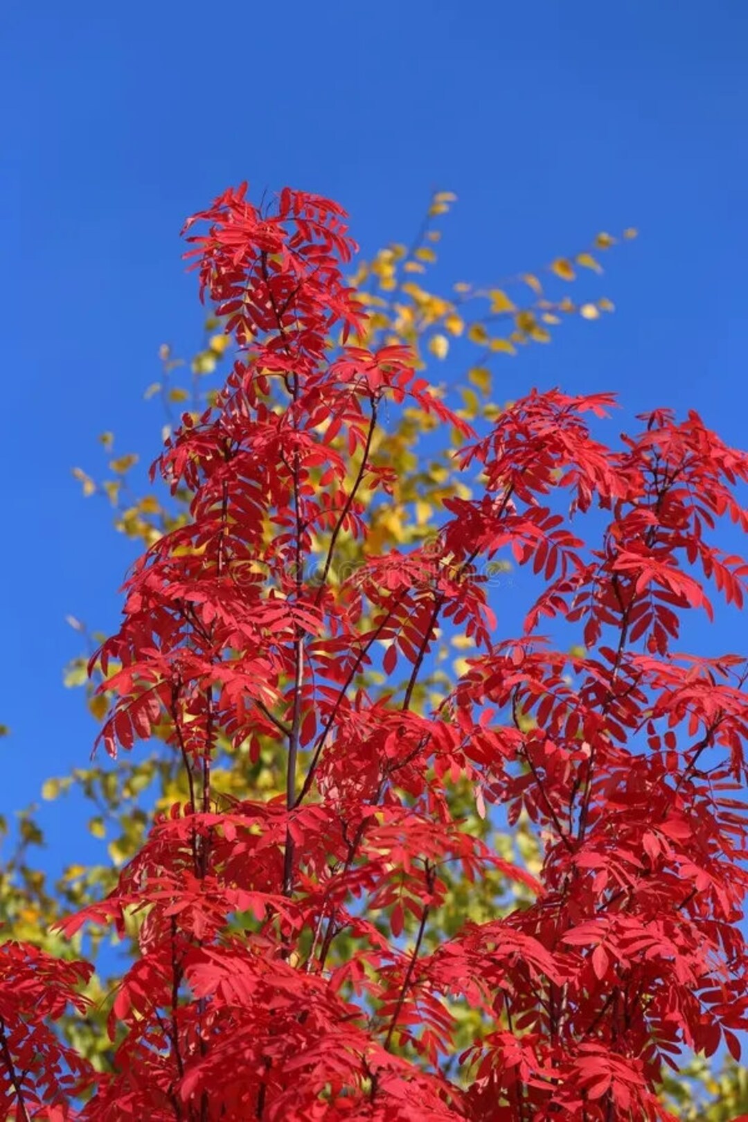 Red Ash Tree Seeds - Etsy