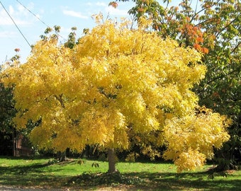 Siberian Elm Tree Seeds Chinese Elm Tree Seeds Dwarf Elm - Etsy