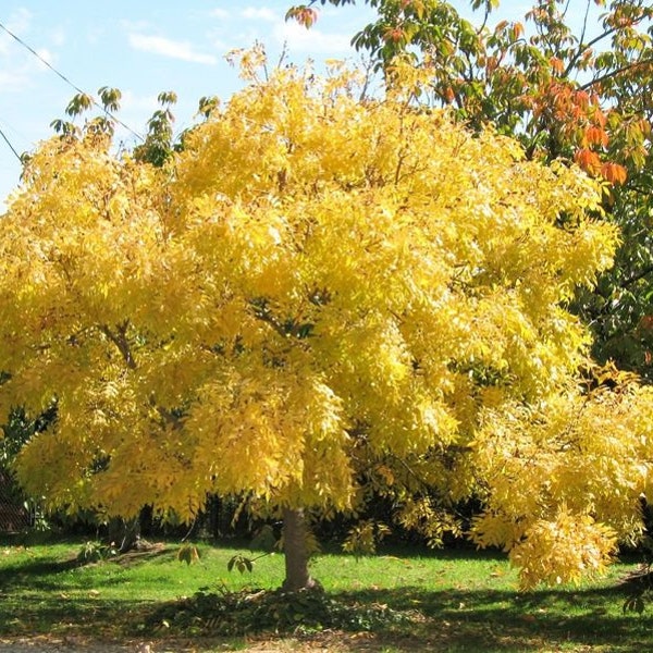Japanese Elm Trees - Etsy