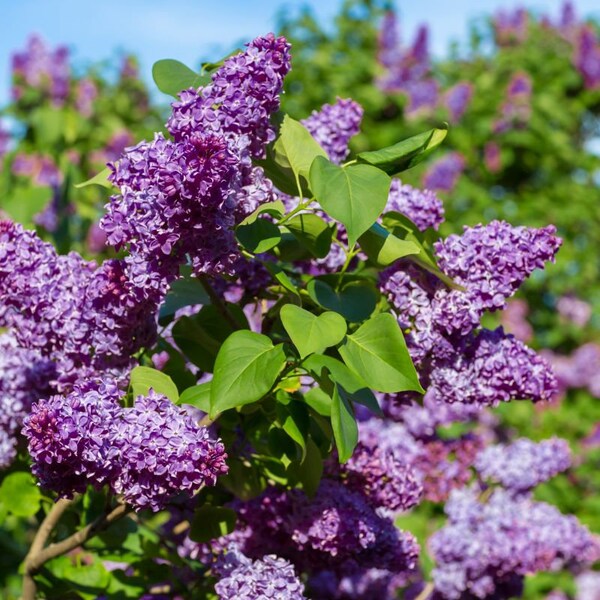 Lilac Seeds - Etsy