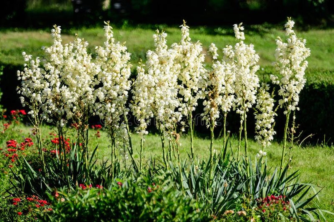 Adam's Needle Seeds - Etsy