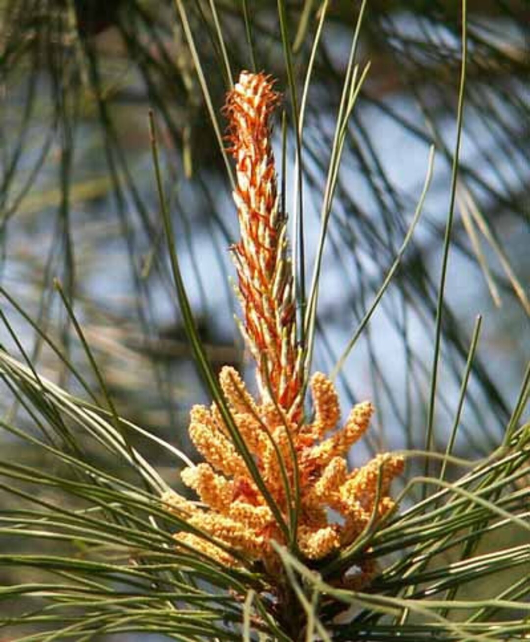 Chinese Red Pine Seeds - Etsy