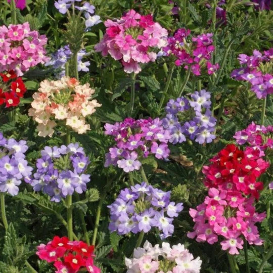 Verbena Mixed Colors - Etsy