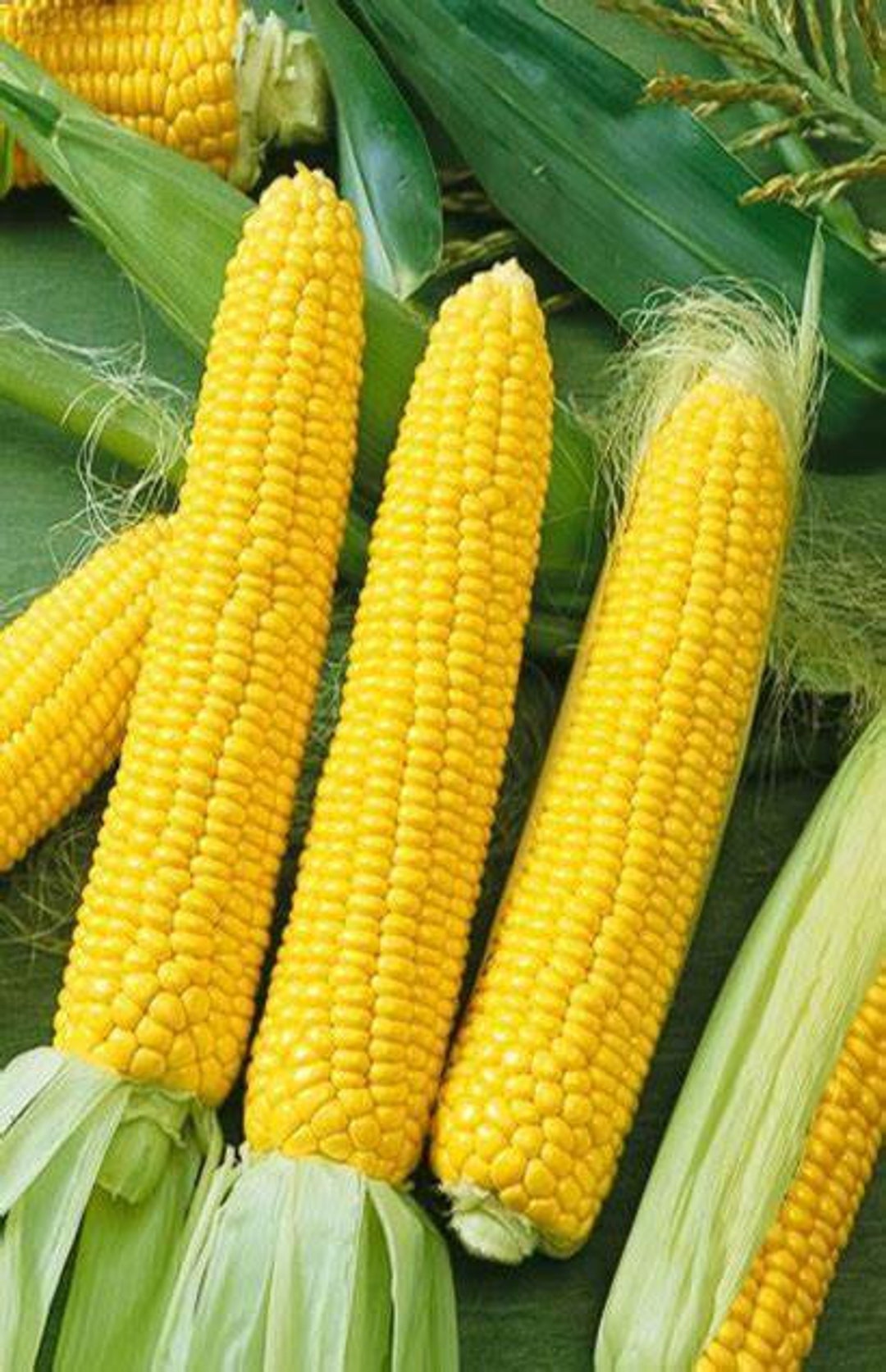 Kandy Korn Seeds - Etsy