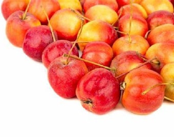 Paradise Apple Tree Seeds malus Pumila 10seeds - Etsy