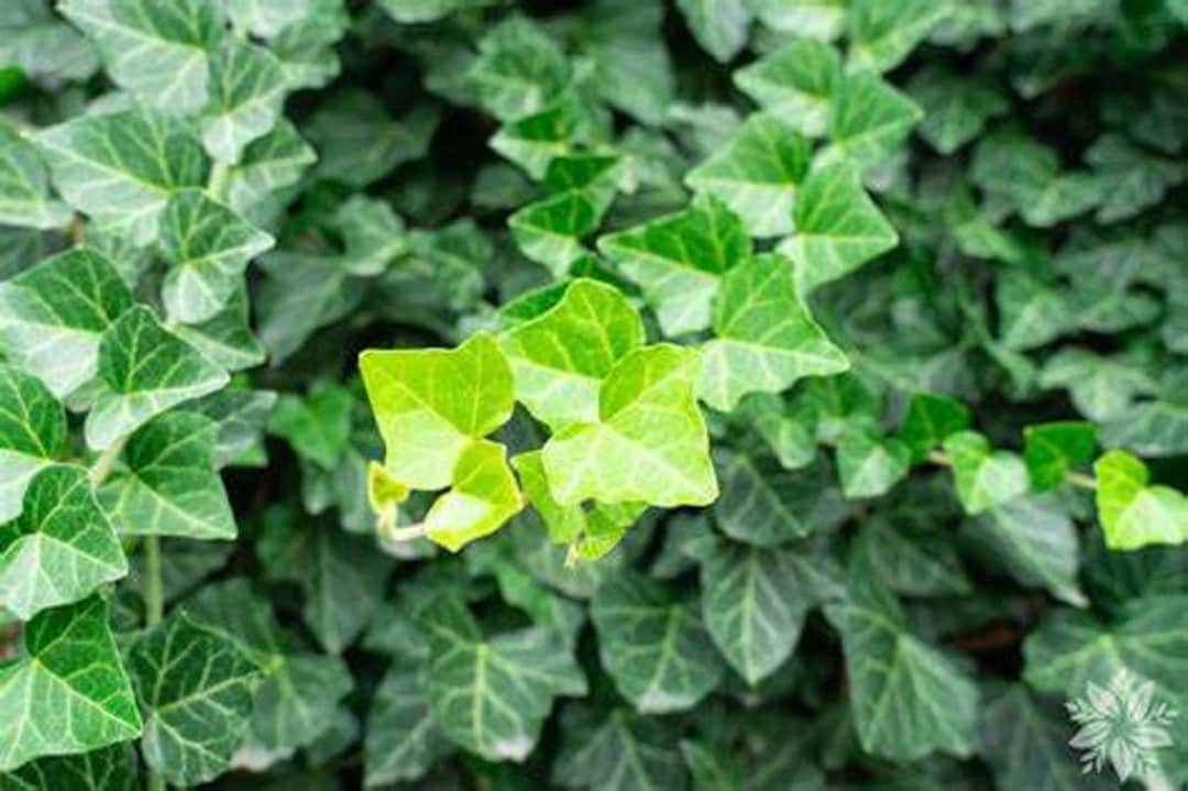 English Ivy hedera Helix Seeds - Etsy