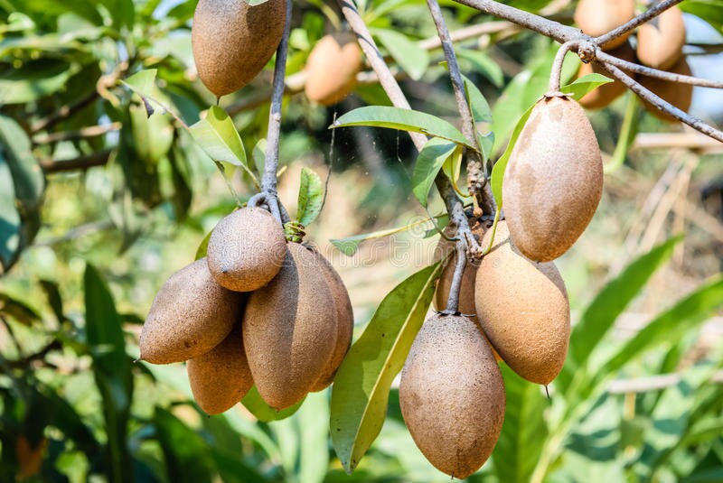 Sapodilla chicle Fruit Seeds - Etsy