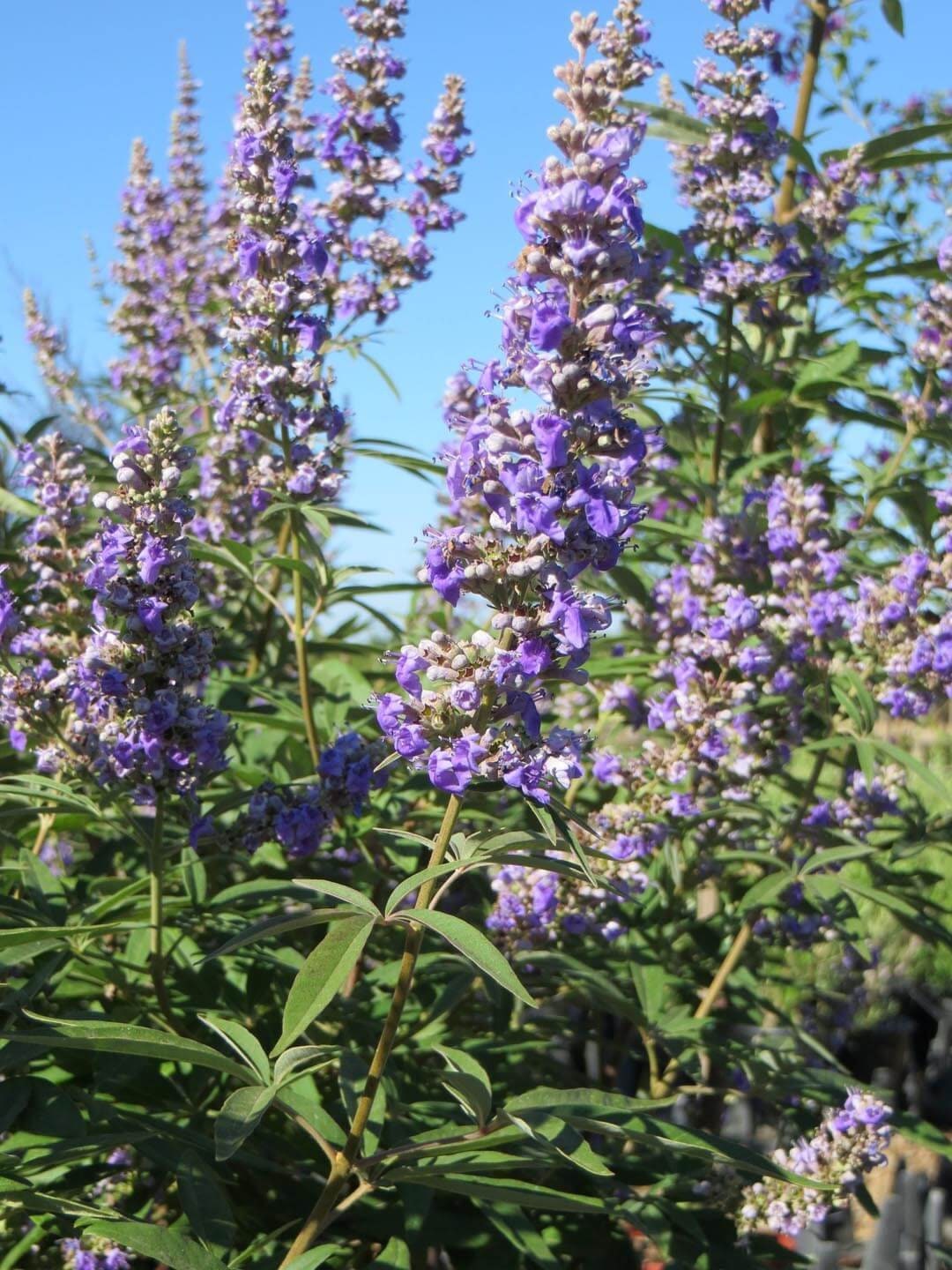 Chaste Tree Seeds - Etsy