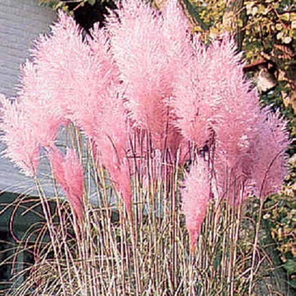 Pink Pampas Grass Seeds - Etsy
