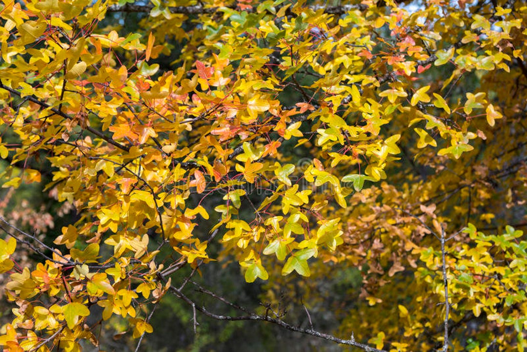 Montpellier Maple Tree Seeds - Etsy