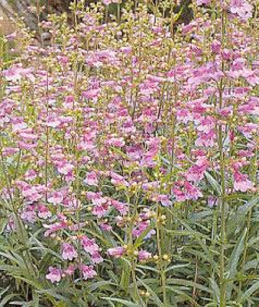Penstemon Palmeri Seeds - Etsy