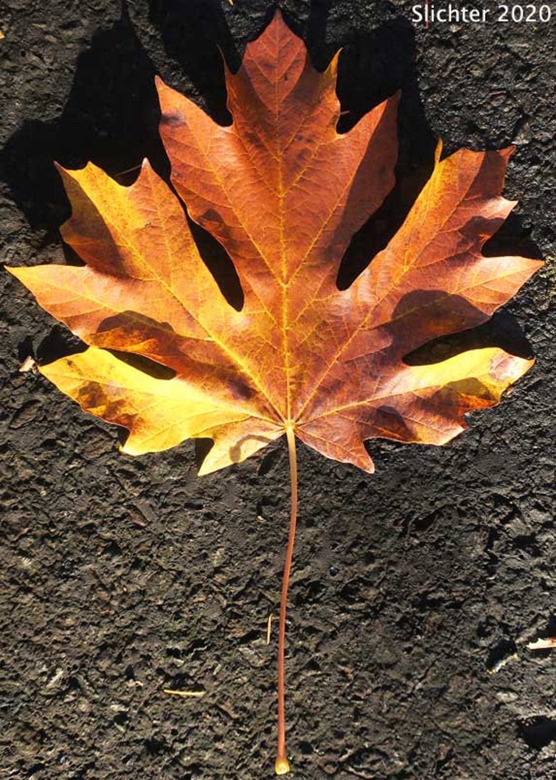 Big Leaf Maple Seeds - Etsy