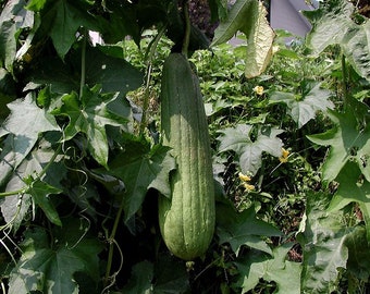 5 APPLE LUFFA round Tasty F1 Sponge Gourd Seeds Hybrid Seed - Etsy