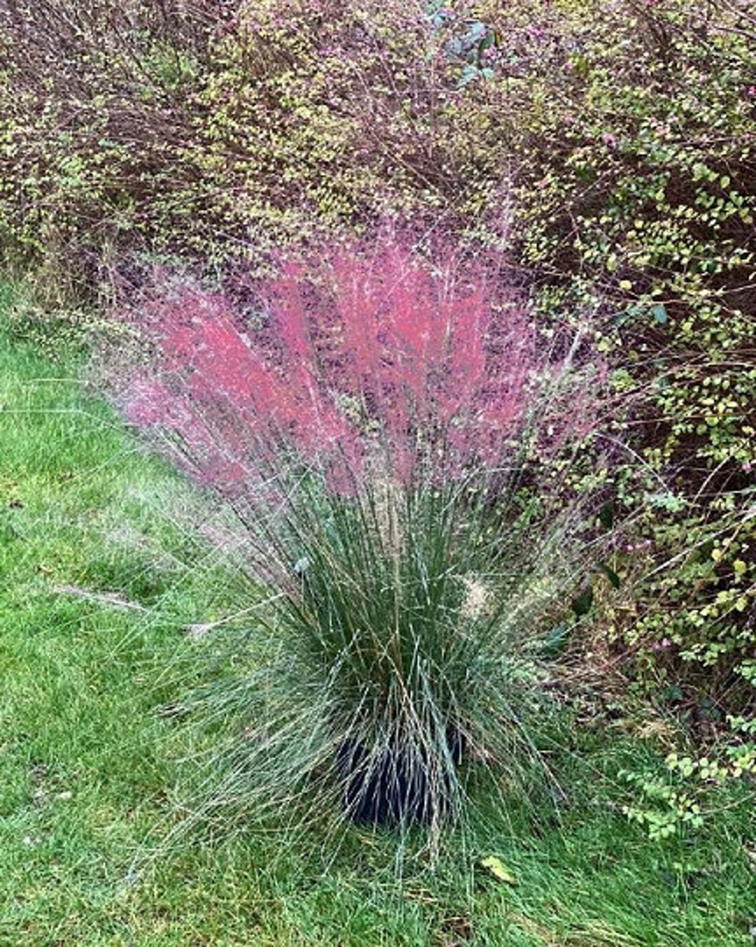 MUHLENBERGIA CAPILLARIS RUBY - Etsy