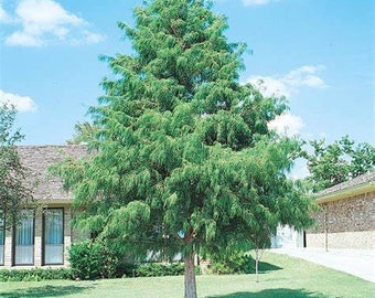 Bald Cypress Tree taxodium Distichum Seeds Northern - Etsy